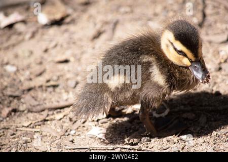 the pacific black duck chick have a tan head and brown body Stock Photo ...
