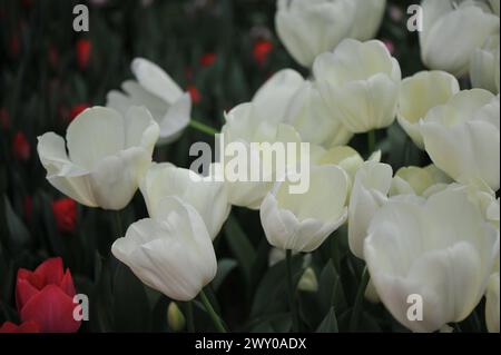 Pale yellow Triumph tulips (Tulipa) Willemina bloom in a garden in ...