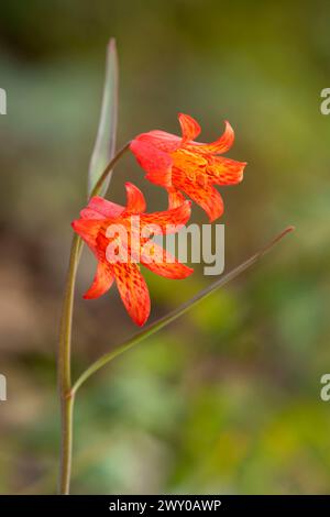 Scarlet fritillary (Fritillaria recurva), Rogue Wild and Scenic River ...