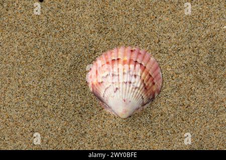 Calico Scallop shell Stock Photo - Alamy
