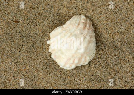 Spiny Jewel Box shell Stock Photo - Alamy