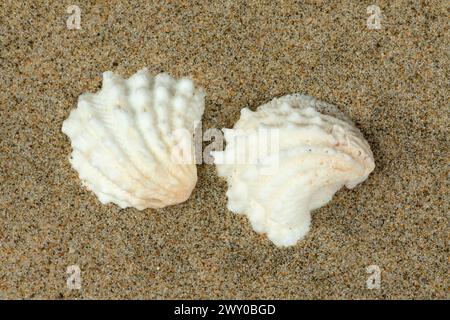 Spiny Jewel Box shell Stock Photo - Alamy