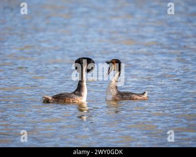 Great Crested Grebe Mirroring During Courtship Stock Photo - Alamy