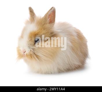 Cute fluffy pet rabbit isolated on white Stock Photo - Alamy