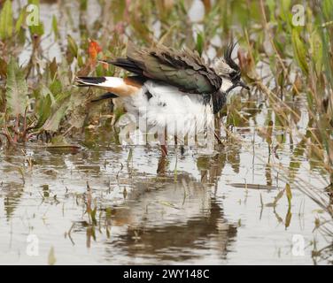 Lapwing in water at RSPB Rainham Marshes Nature Reserve , Rainham ...