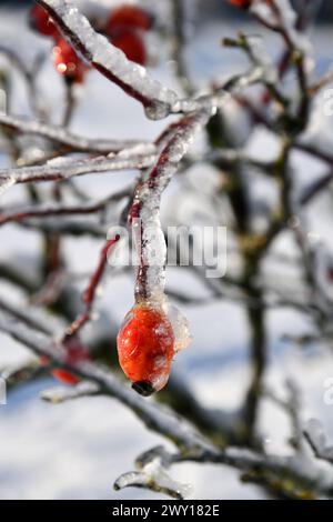 frozen rose hips glitter in the sunlight Stock Photo - Alamy