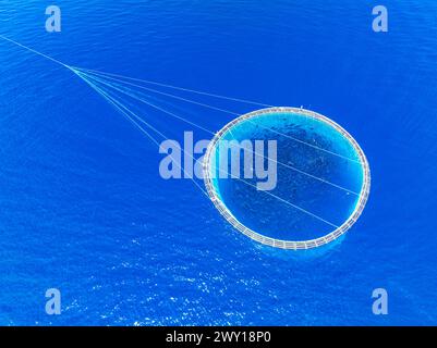 Aerial view of a school of bluefin tuna (thunnus Thynnus) swimming ...