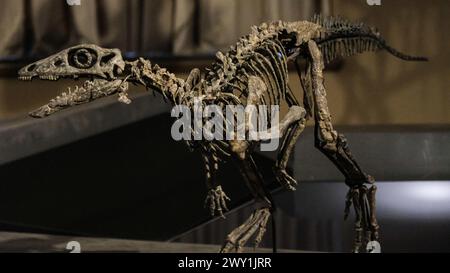 A dinosaur skeleton showcased in museum exhibit in Milan, Italy Stock ...