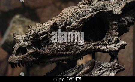 A dinosaur skeleton showcased in museum exhibit in Milan, Italy Stock ...