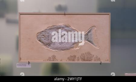 A fish skeleton on a rock in a museum exhibition in Milan, Italy Stock ...