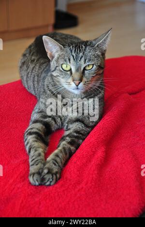 A mour cat lying Stock Photo - Alamy