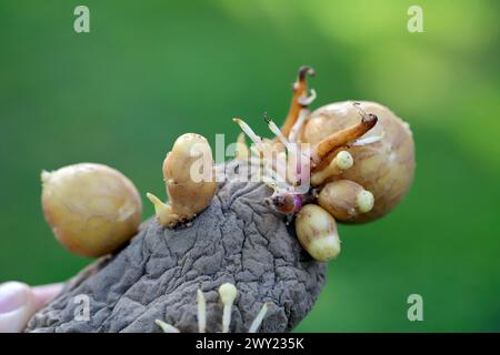 Secondary tuber growth caused by glyphosate phytotoxicity Stock Photo ...