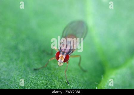 Flies of species Scaptomyza pallida (Drosophilidae) reared from sugar ...