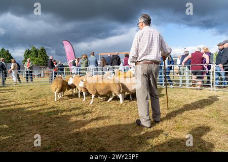 Judging the North Country Cheviot sheep at their National Show held at ...
