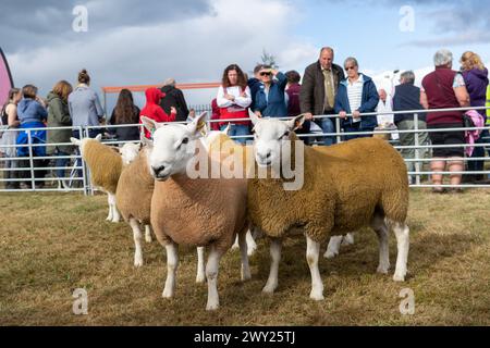 Judging the North Country Cheviot sheep at their National Show held at ...