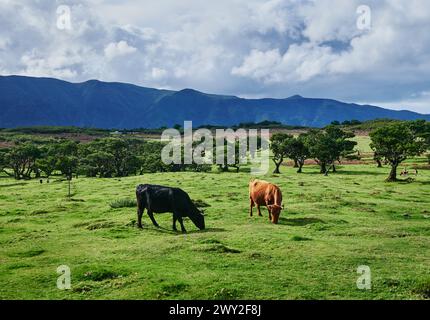 cows on a meadow in Fanal Forest, Madeira, Portugal, Europe Stock Photo ...