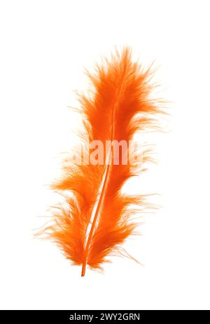 Fluffy beautiful orange feather isolated on white Stock Photo - Alamy