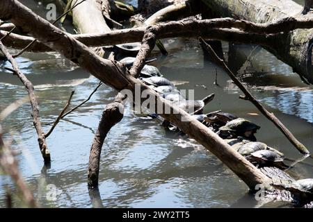 The Eastern Long Neck Turtle also referred to as a snake-necked turtle ...