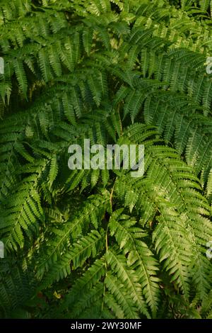Tree fern, Cyathea cooperi,lacy tree fern, in dry creek-bed in ...