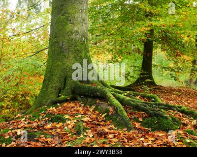 common beech (Fagus sylvatica), roots of a beech, forest in autumn ...