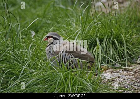 Rock partridge (Alectoris graeca), mountains Stock Photo - Alamy