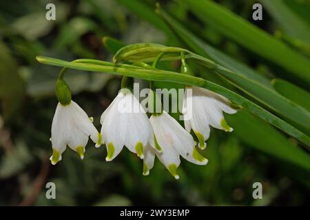 Summer knot flower green panicle with four open white flowers Stock ...