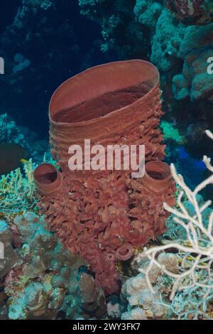 Prickly tube sponge (Callyspongia crassa) Taking in Red Sea, Egypt ...