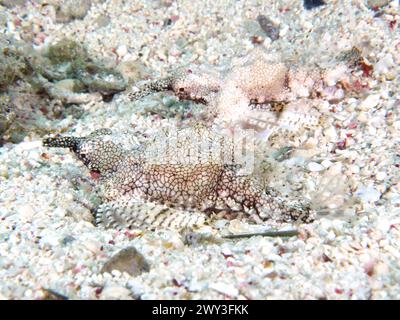 Little dragonfish (Eurypegasus draconis), dive site House Reef ...