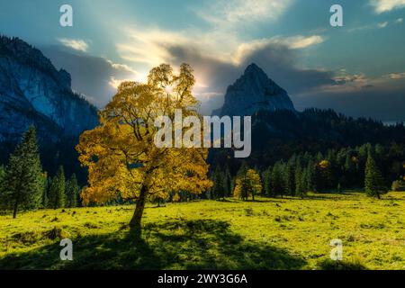 Alpine meadow near the Wankerfleck, behind it the Geiselstein, 1882m ...