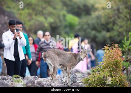Indian men photographing a Nilgiri tahr (Nilgiritragus hylocrius, until ...