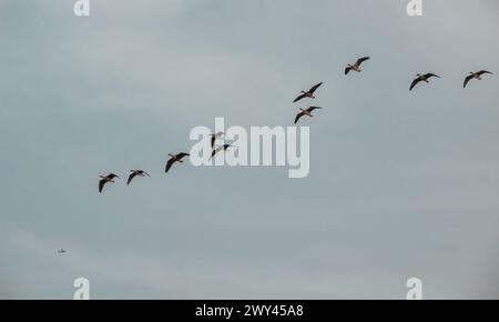 A flock of birds flying after the plane Stock Photo - Alamy
