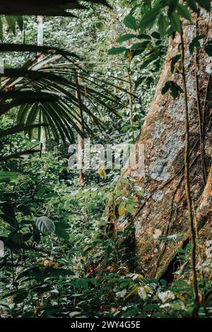 Tree trunk in Amazon Forest Stock Photo - Alamy