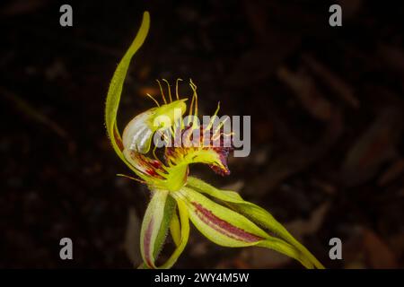 Flower of the club-lipped spider orchid (Caladenia corynephora), an ...