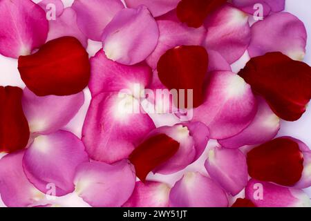 Pink petals encircle a white square with white daisies on the border ...