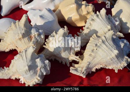 Blowing conch shell,sankh also called seashell horn or shell trumpet ...