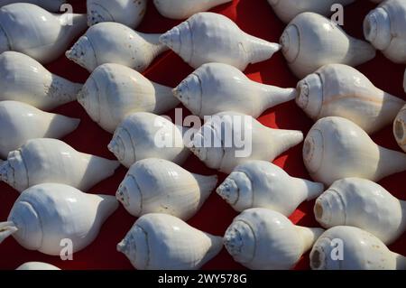 Blowing conch shell,sankh also called seashell horn or shell trumpet ...