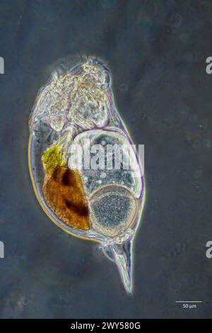 Marine rotifer from genus Synchaeta. Collected from surface water off ...