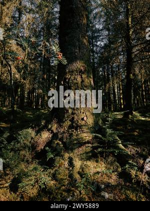 The woodland flora of the Glencoe Lochan forest in the Scottish ...