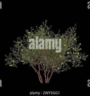 3d illustration of Larrea divaricata tree isolated on black background ...
