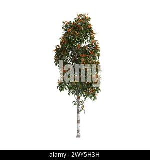 3d illustration of Elaeocarpus eumundi tree isolated on white ...