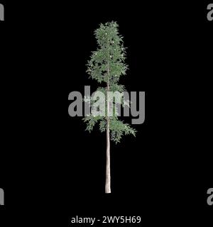 3d illustration of Agathis robusta tree isolated on black background ...