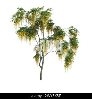3d illustration of set Cassia fistula tree isolated on black background Stock Photo - Alamy