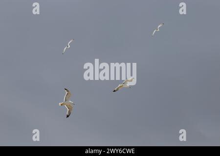Four seagulls in flight. Photo Overlay Stock Photo - Alamy