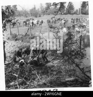 A FRONT LINE FARM IN FRANCE - Two British soldiers giving sweets to the ...