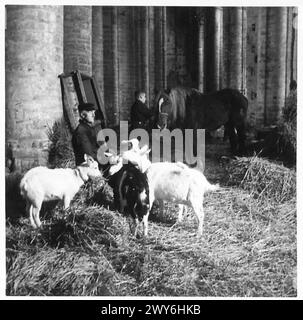 THE FLOODED ISLAND OF WALCHEREN - Cattle housed in 14th century Church ...