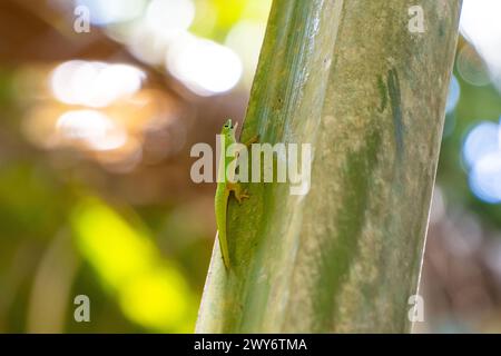 Green gecko on a Coco De Mer, Vallee de Mai, Praslin, Seychelles Stock ...