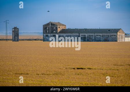 A desolate barn stands in the golden expanse of a ripe rice field under ...