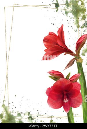Red amaryllis flowers isolated on white background. Watercolor hand ...