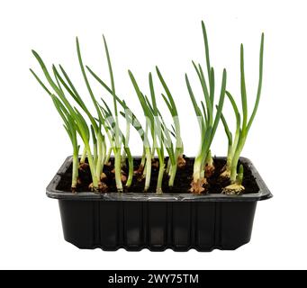 onions in a black plastic box on the grass. Harvesting onions Stock ...