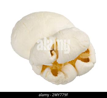 Single popcorn seed, macro shot of salted or caramel pop corn isolated ...